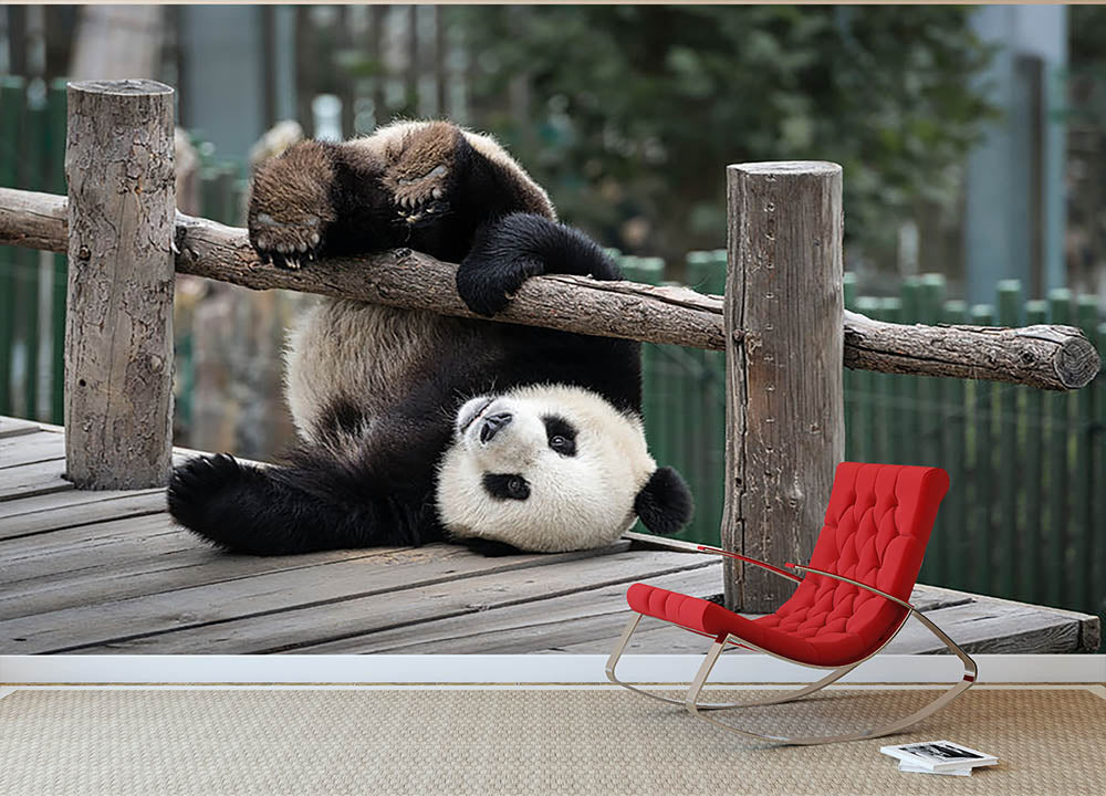 Little Panda Wall Mural Wallpaper | Canvas Art Rocks – Canvas Art Rocks US