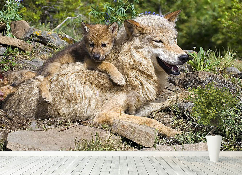 Wolf Cubs